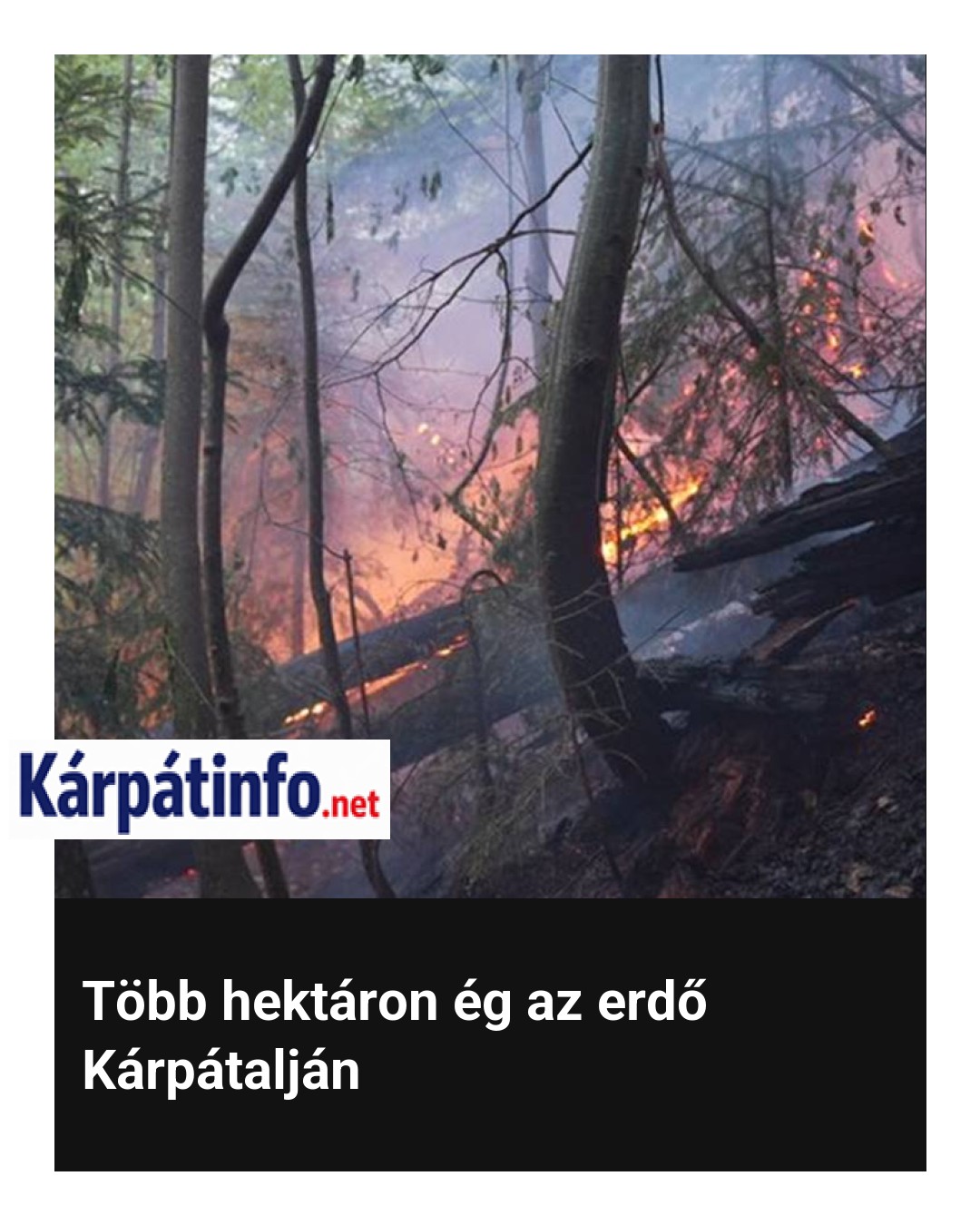 Több hektáron ég az erdő Kárpátalján | Kárpátinfo.net